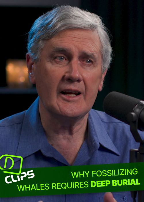 GOOD NEWS FROM CREATION.COM! – Chugley's Chatter